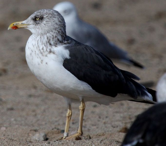 AVES DEL CIELO - BIRDS OF HEAVEN: LARUS FUSCUS-GAVIOTA SOMBRIA-BLACK ...